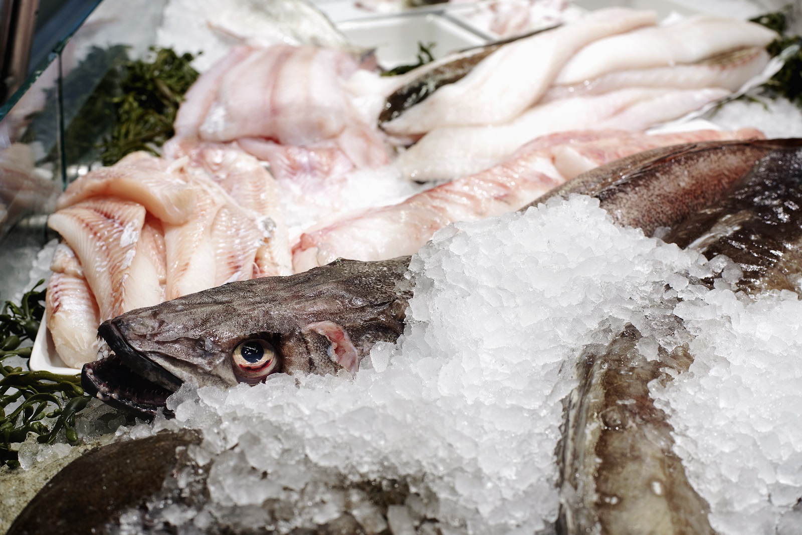 Velfylt fiskedisk hos Vulkanfisk